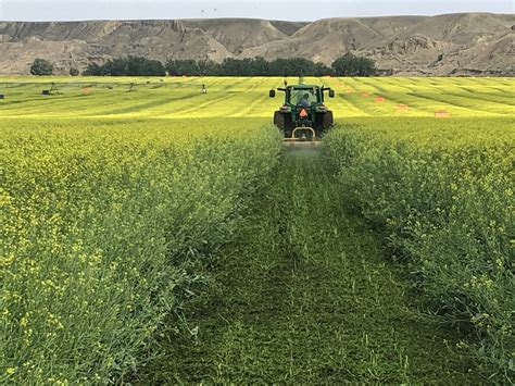 Seeding Canola In Dry Conditions At Mark Fletcher Blog