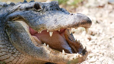 Alligator Protects Dead Python 04 Time Lapse Speed X2 Youtube