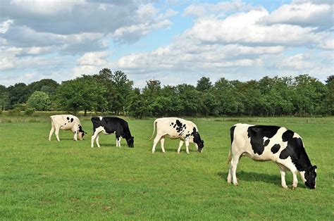 Four Grazing Cows In The Pasture In By Brytta