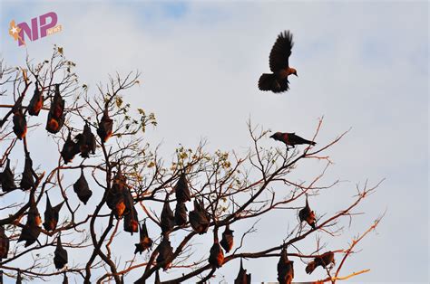 မိုခါဆိုင်ကလုန်းမုန်တိုင်း တိုက်ခတ်ပြီးနောက် စစ်တွေမြို့၏ သတင်းဓါတ်ပုံမြင်ကွင်းများ