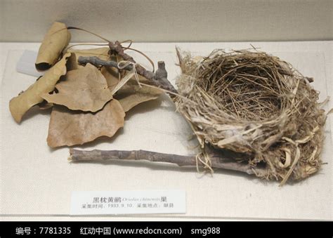 黑枕黄鹂鸟巢高清图片下载 红动中国
