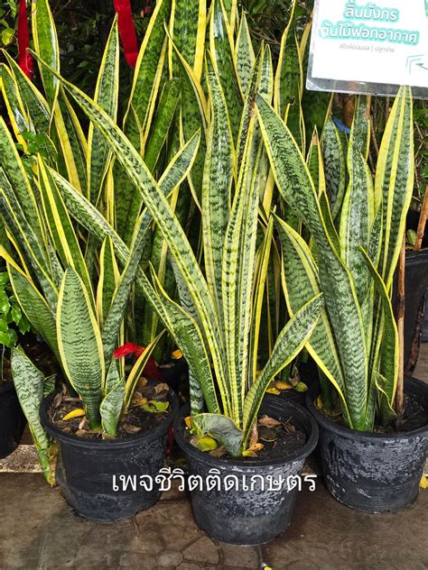 ชีวิตติดเกษตร ทำไมเราต้องมี ต้นลิ้นมังกร ไว้ในบ้าน ปลูกแล้วได้ประโยชน์อย่างไร ผลวิจัยจาก