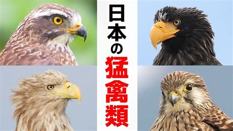 徹底解説日本の猛禽類12種タカ目ハヤブサ目フクロウ目 YouTube