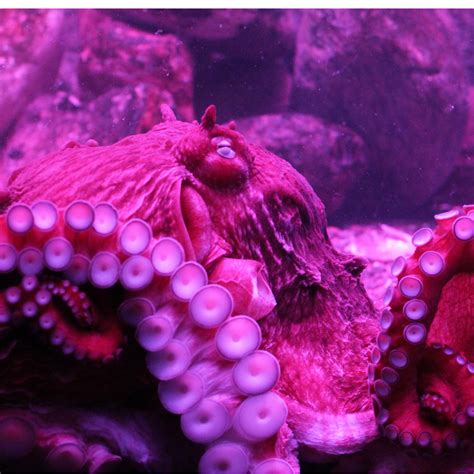 Diving With Giant Pacific Octopus At Jorge Holyfield Blog