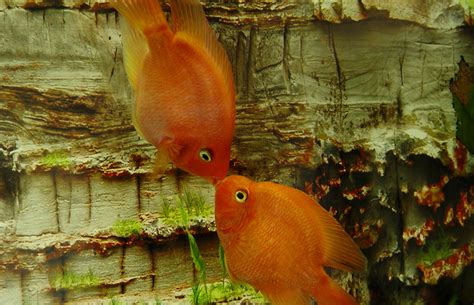 How Do Fish Have Sex Yoyipet How Do Fish Have Sex Yoyipet