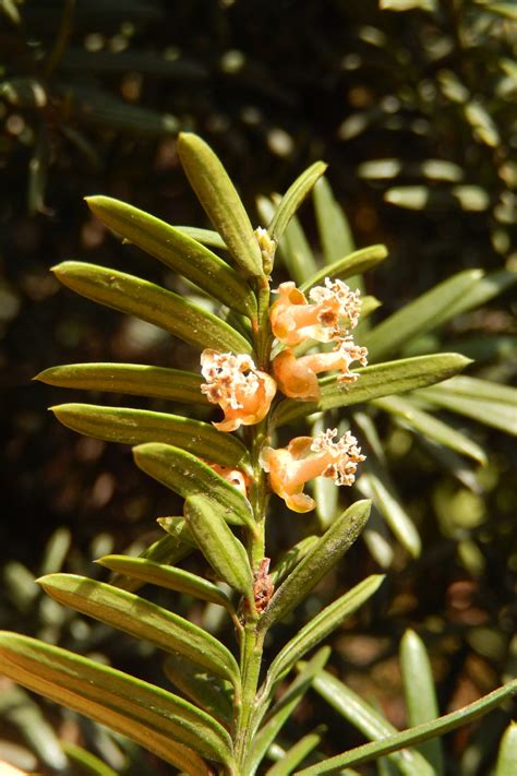 원예식물 주목나무