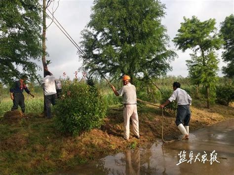 台风安比过后 射阳林场工人扶正回种倒伏的树木 盐城新闻网