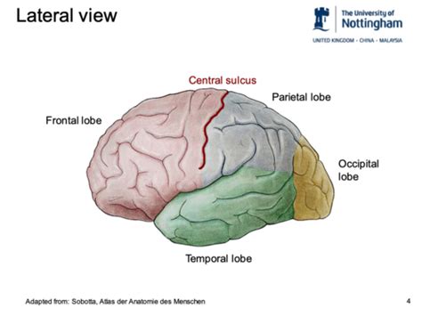 Frontal Cortex Week 6 Flashcards Quizlet