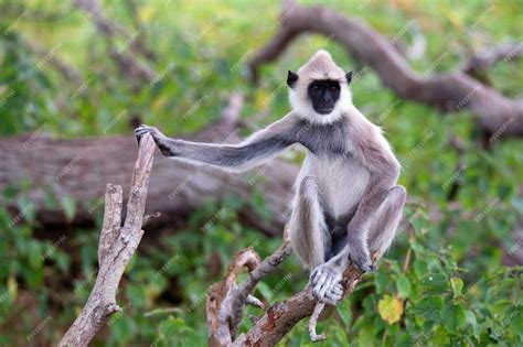 Premium Photo Gray Langur Or Semnopithecus Priam Thersites Sits On Tree
