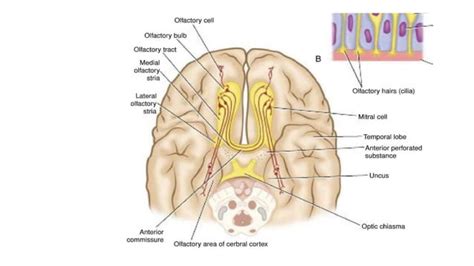 Anatomy Of Olfactory Nerve Optic Nerve Trigeminal Nerve Ppt