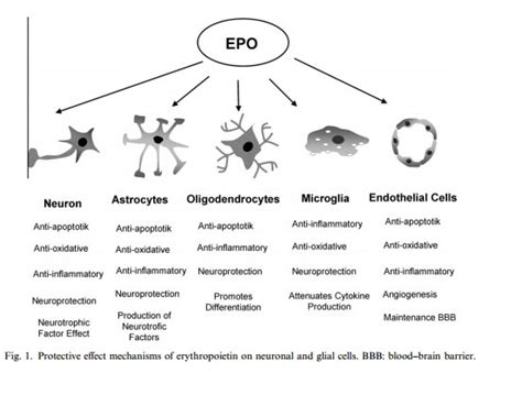 BIOL JJ Erythropoietin Function