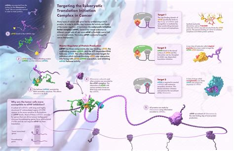 Targeting The Eukaryotic Translation Initiation Complex In Cancer Ami Meeting 2020
