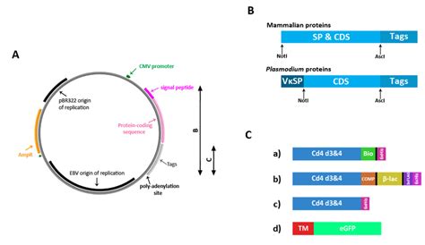 1 Construction Of Plasmids For Protein Expression A Generalised Map