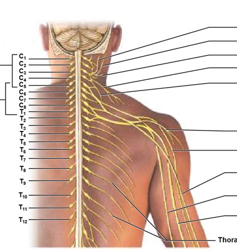 Cervical Plexus Diagram Quizlet Cervical Plexus Diagram Quizlet