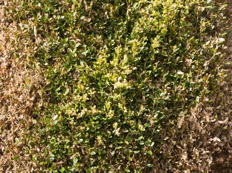 Lawn Troubles Here Are 15 Diseases And Solutions Complete Gardening