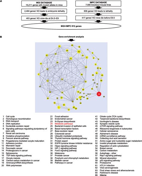 Comprehensive Screening Of Knockout Mouse Databases For Genes Whose