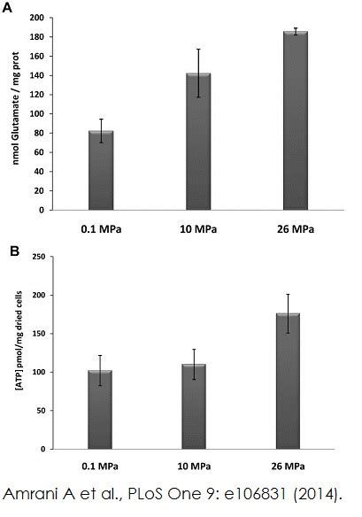 Results For Atp Assay Abcam Antibodies Proteins Kits