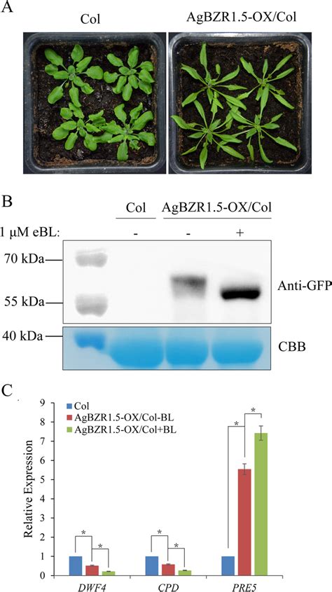 Plants Overexpressing Agbzr15 Exhibited Br Responsive Phenotypes A