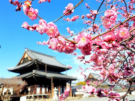 興正寺梅 miikoの一人歩き