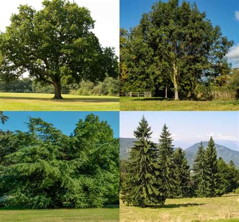 Deciduous Vs Coniferous Key Differences And Characteristics [updated September 2025 ]