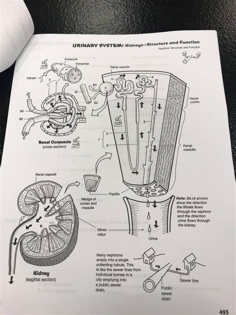 Nephron Structure Diagram Quizlet