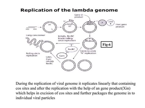 Structure Genome Organisation Gene Regulation Of Lambda Phage Ppt