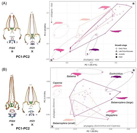 Skull Ontogenetic Morphospace Pca Showing The Shape Variation
