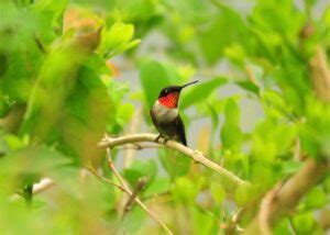 Ruby Throated Hummingbird Migration Nears Peak Port Isabel South Padre Press