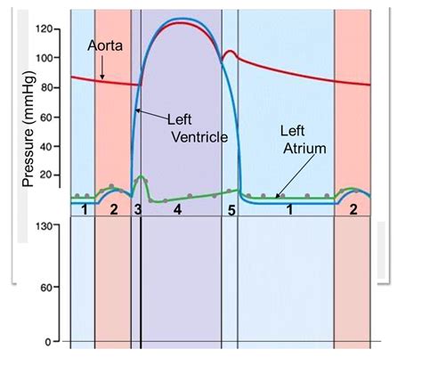 Lecture 7 Diagram Quizlet
