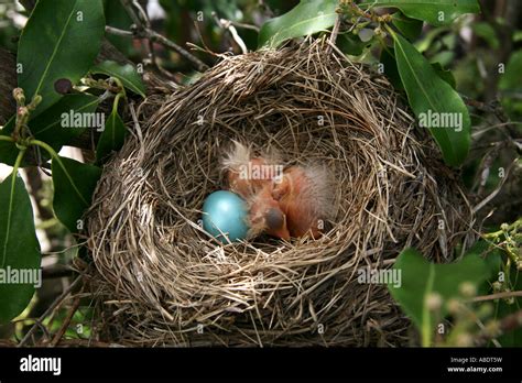 Robin Egg Hatching Robin Egg Hatching