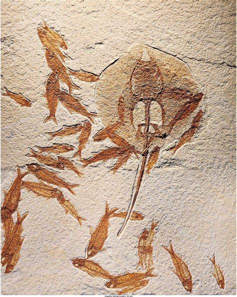 Ray And And A School Of Fish Fossil Scrolller
