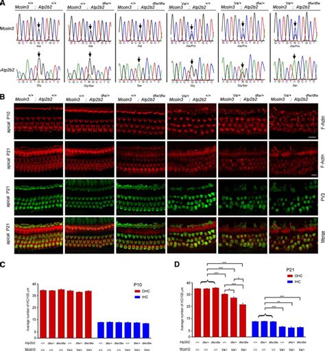 Genotyping And Analysis Of Cochlear Hair Cell Degeneration In P10 And Download Scientific