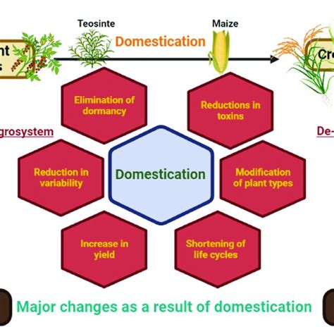 Domestication And De Domestication Transformations In Plant Traits