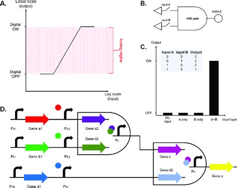 Biocomputation In Synthetic Biology A Digital Output Is Obtained With Download Scientific