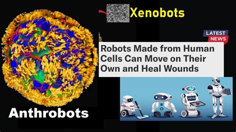 Anthrobots A Pathbreaking Discovery Scientists Build Tiny Biological