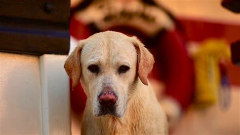 Salute Brigantine Florette Youtube