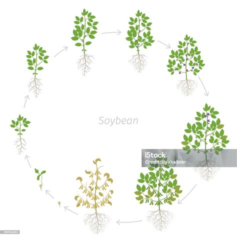 뿌리와 콩 식물의 둥근 성장 단계 콩 순환 단계 설정 숙성 기간 글리신 최대 수명 주기 애니메이션 진행 0명에 대한 스톡 벡터 아트 및 기타 이미지 Istock