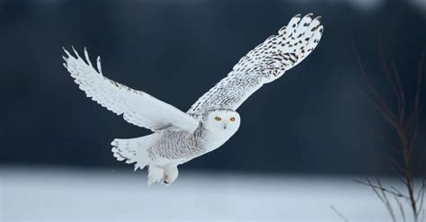 10 Notable Facts About Snowy Owls A Z Animals