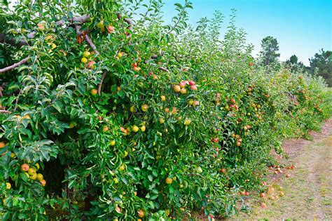 苹果生长农业农场种植园季节花园蓝色树叶天空阴影高清图片下载 正版图片321951251 摄图网