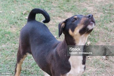 야생 길 잃은 강아지의 이미지 검은 색과 황갈색 잡종 강아지 사진 사육 머리 뉴델리 우타르프라데시 인도 0명에 대한 스톡 사진 및 기타 이미지 Istock