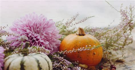 행복한 추수 감사절 세련된 호박 보라색 달리아 꽃 빛의 소박한 오래된 나무 배경에 가을 헤더 가을 수확 텍스트를위한 농촌 구성 공간 안녕하세요 가을 사진