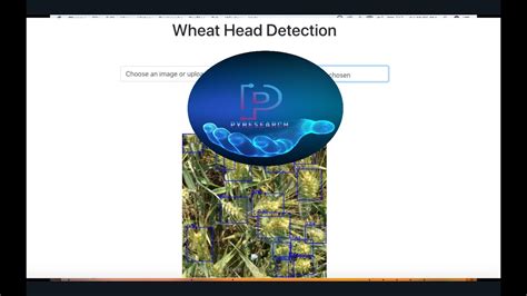 Wheat Head Detection YOLOv OpenCV Tutorial For Python Crop Analysis YouTube