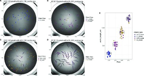 Easyxpress Applied To C Elegans Growth Data A Subset Of Well Images Download Scientific