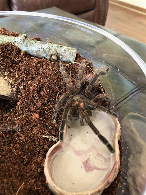 Wow Female P Machala I Picked Up R Tarantulas