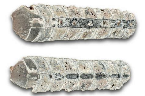 4 Cut And Polished Cephalopod Fossil 280025 For Sale