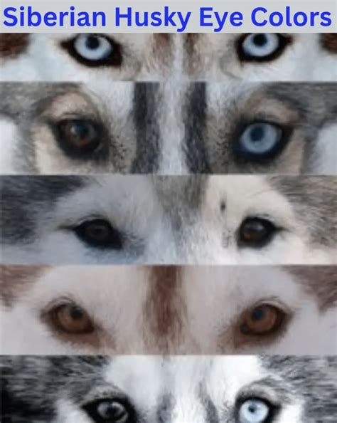 Husky Eye Color Genetics