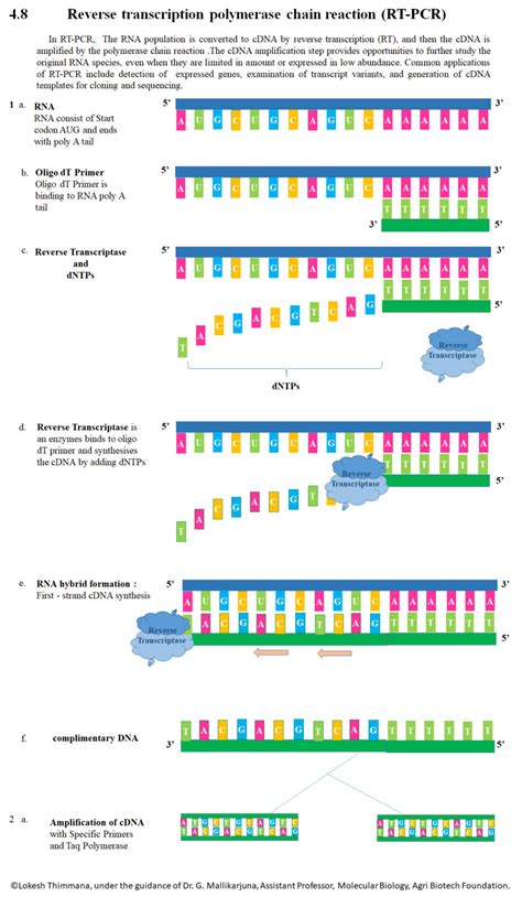 Reverse Transcription Pcr Rt Pcr Principle Steps Applications