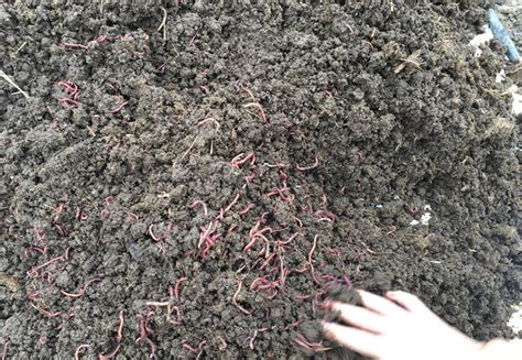 蚯蚓和卵茧分离三招，及时更换粪料养殖一点通