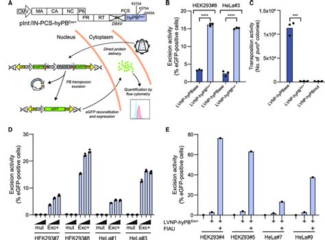 Protein Transduction Of Hypb Exc Efficiently Excises Genomically