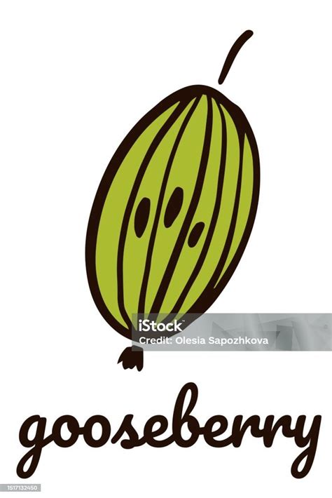 구스베리 색상 아이콘입니다 흰색 배경에 벡터 낙서 색깔 있는 그림 패키지 섬유 메뉴 또는 로고 디자인을 위한 손으로 그린 낙서 베리 0명에 대한 스톡 벡터 아트 및 기타